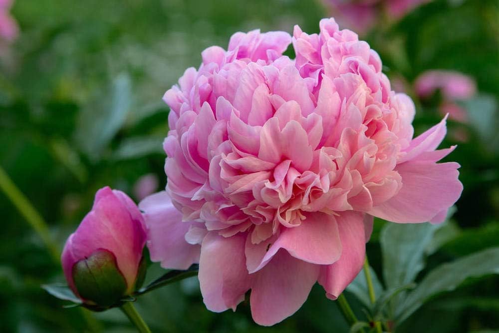 Peony Seeds, 50+ Cotton Candy Peony Mix Seeds for Planting, Flower Seeds for Planting