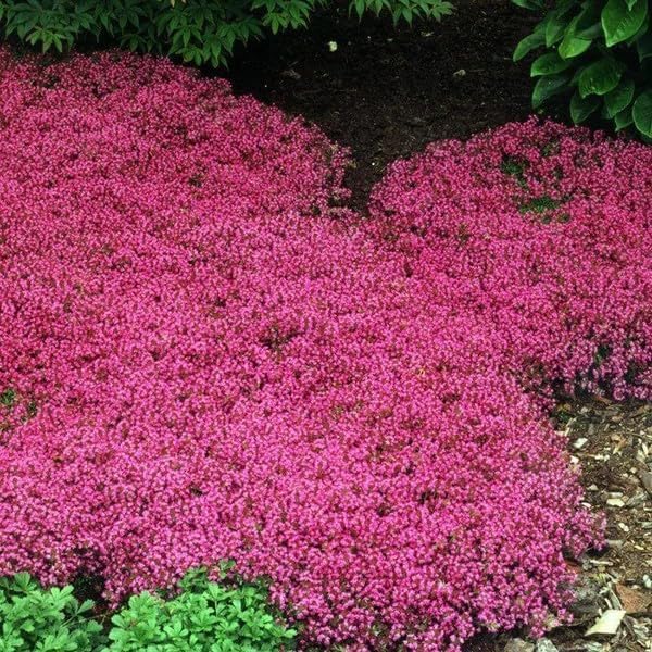 Creeping Thyme Seeds for Planting - 20000+ Magic Creeping Thyme Seeds Ground Cover Plants Heirloom Flowers Non-GMO Perennial Thymus Serpyllum Seeds