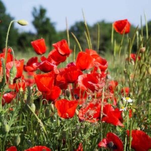 Poppy Seeds for Planting, 80000+ Poppy Flower Seed for Outdoors