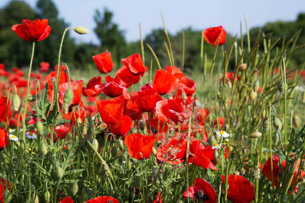 Poppy Seeds for Planting, 80000+ Poppy Flower Seed for Outdoors