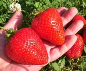 all star strawberry plants - grow giant strawberries - bare root plants - no ship to california (10 strawberry plants)