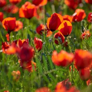 Poppy Seeds for Planting, 80000+ Poppy Flower Seed for Outdoors