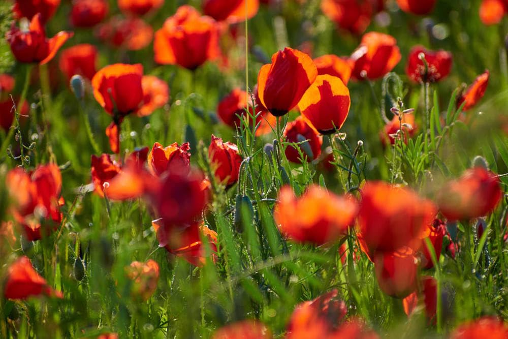 Poppy Seeds for Planting, 80000+ Poppy Flower Seed for Outdoors