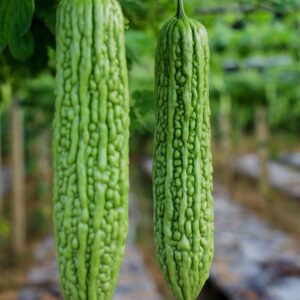 pack of 40 bitter melon seeds for planting, asian bitter gourd seeds, asian vegetable seeds