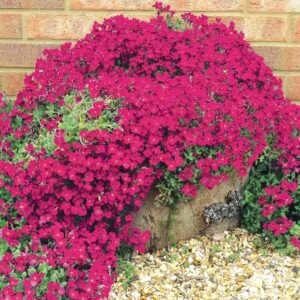 Creeping Thyme Seeds for Planting - 20000+ Magic Creeping Thyme Seeds Ground Cover Plants Heirloom Flowers Non-GMO Perennial Thymus Serpyllum Seeds