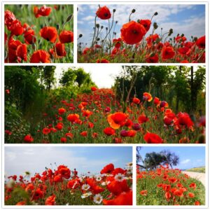 poppy seeds for planting, 80000+ poppy flower seed for outdoors