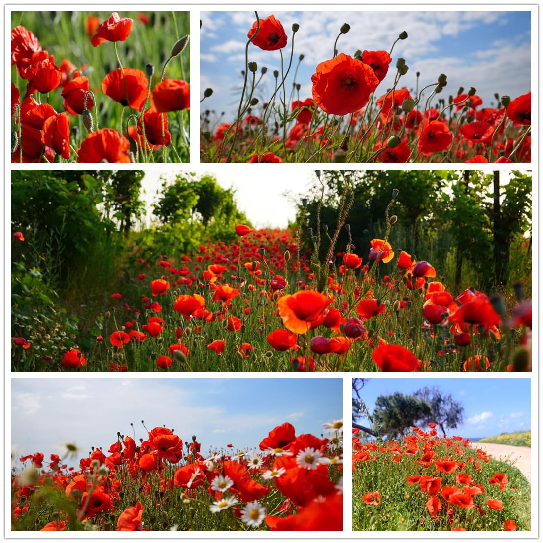 Poppy Seeds for Planting, 80000+ Poppy Flower Seed for Outdoors