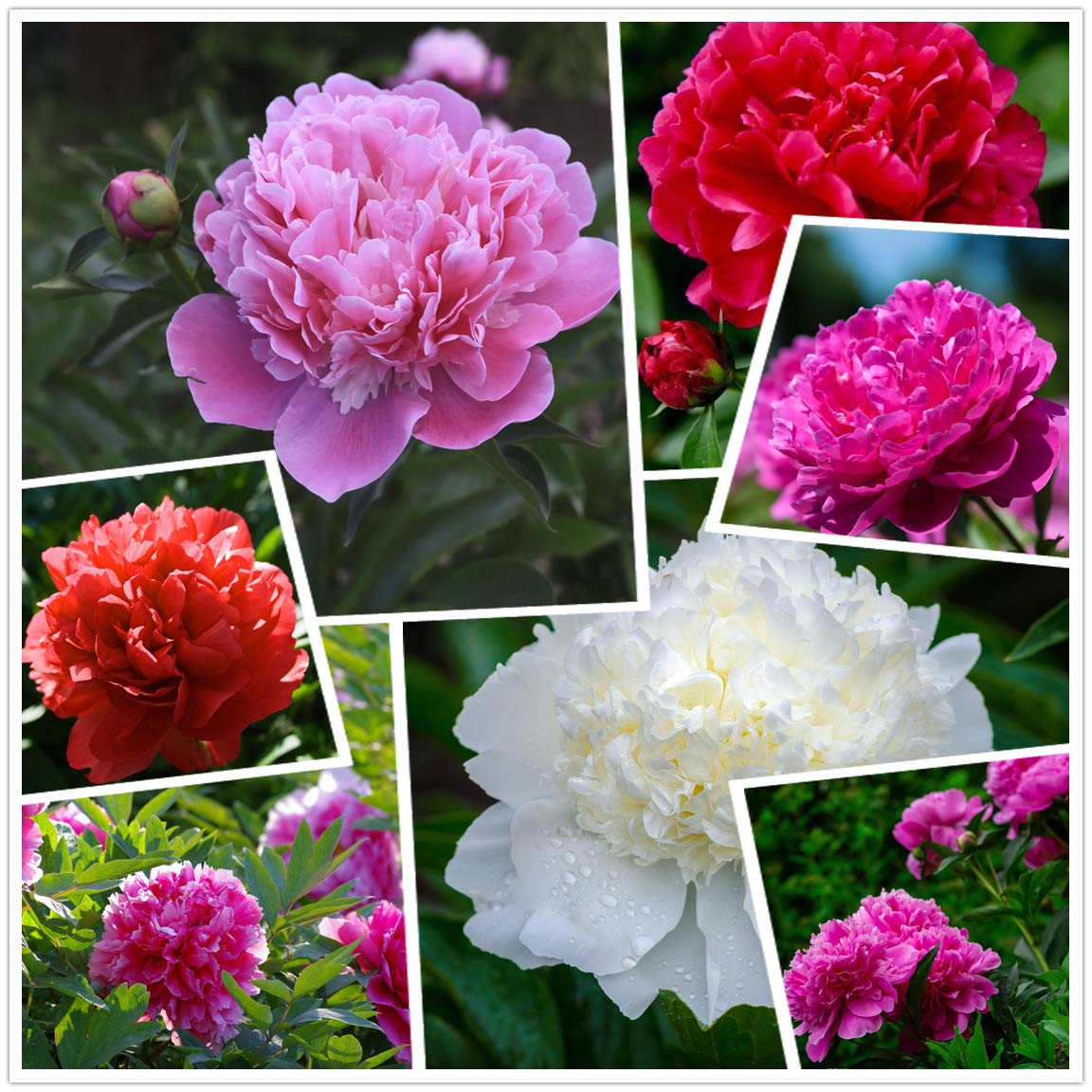 Peony Seeds, 50+ Cotton Candy Peony Mix Seeds for Planting, Flower Seeds for Planting