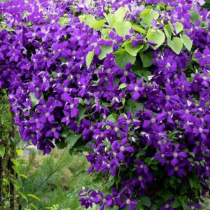 200+ Clematis Vine Plant Seeds - Mixed Color Clematis Vine Large Blooms Perennial Vine Clematis Flower Seeds for Planting