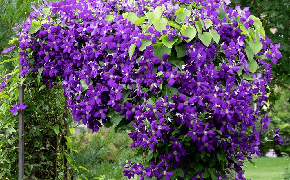 200+ Clematis Vine Plant Seeds - Mixed Color Clematis Vine Large Blooms Perennial Vine Clematis Flower Seeds for Planting