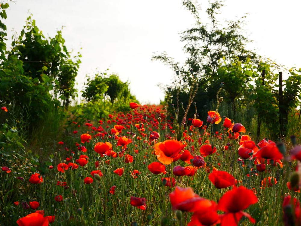 Poppy Seeds for Planting, 80000+ Poppy Flower Seed for Outdoors