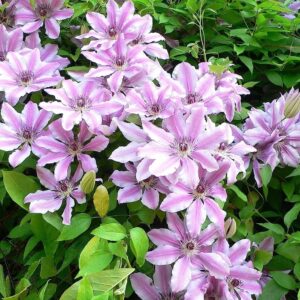 200+ Clematis Vine Plant Seeds - Mixed Color Clematis Vine Large Blooms Perennial Vine Clematis Flower Seeds for Planting