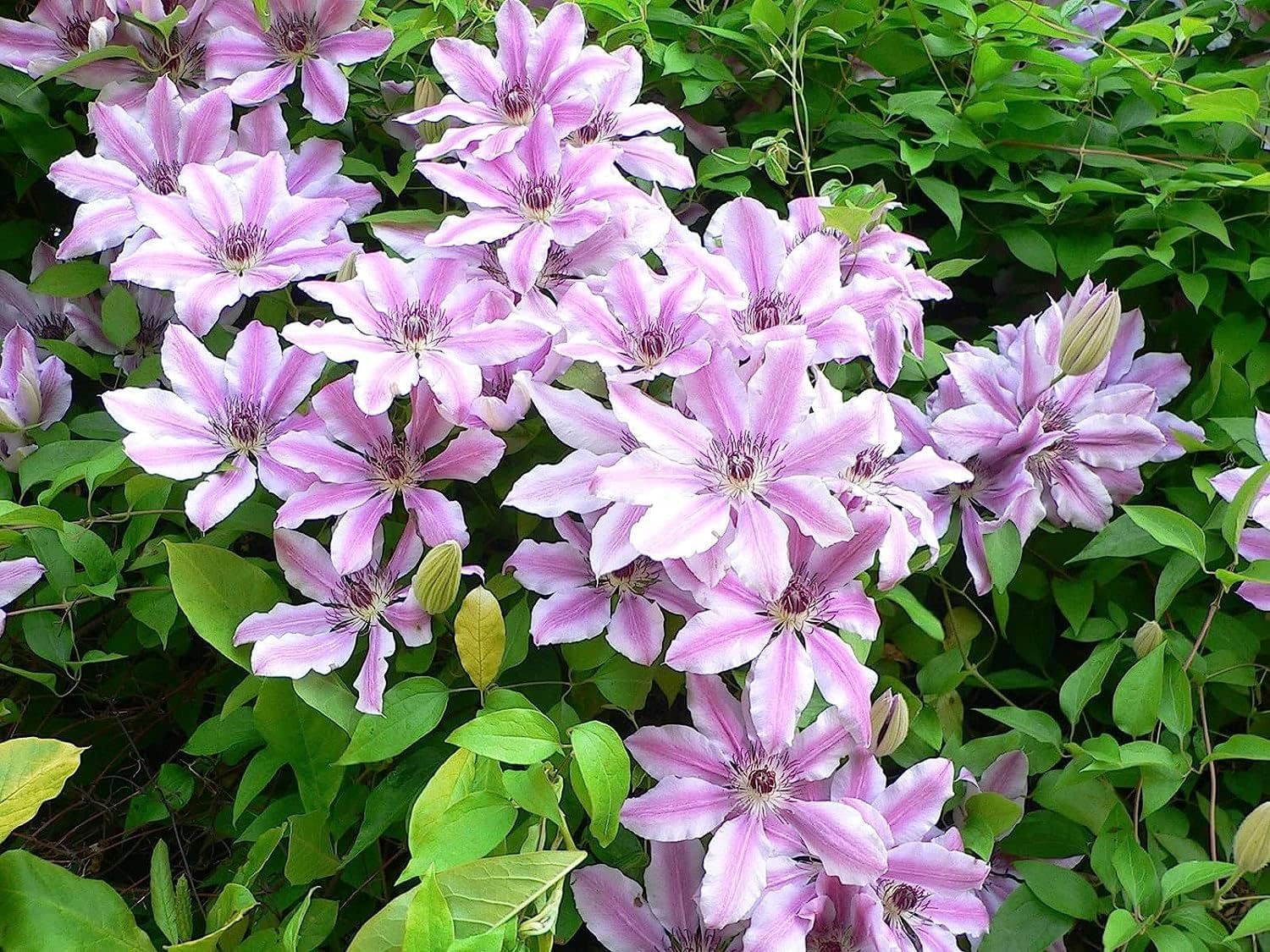 200+ Clematis Vine Plant Seeds - Mixed Color Clematis Vine Large Blooms Perennial Vine Clematis Flower Seeds for Planting