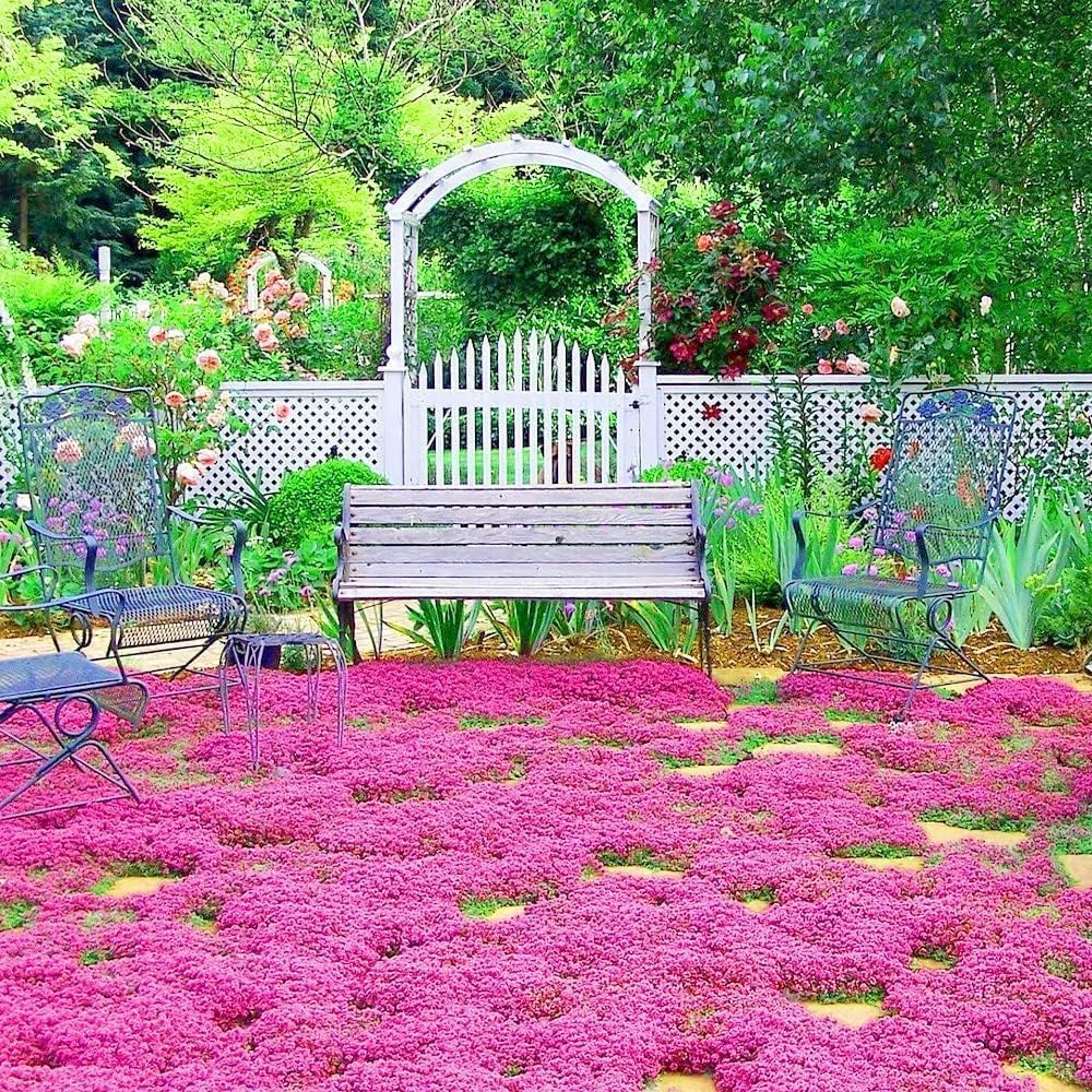 Creeping Thyme Seeds for Planting - 20000+ Magic Creeping Thyme Seeds Ground Cover Plants Heirloom Flowers Non-GMO Perennial Thymus Serpyllum Seeds