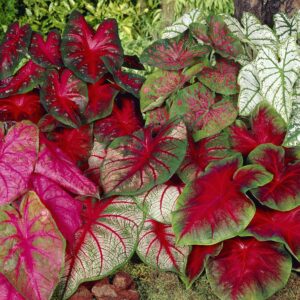 garden state bulb mixed caladium bulbs, bare roots (bag of 20)