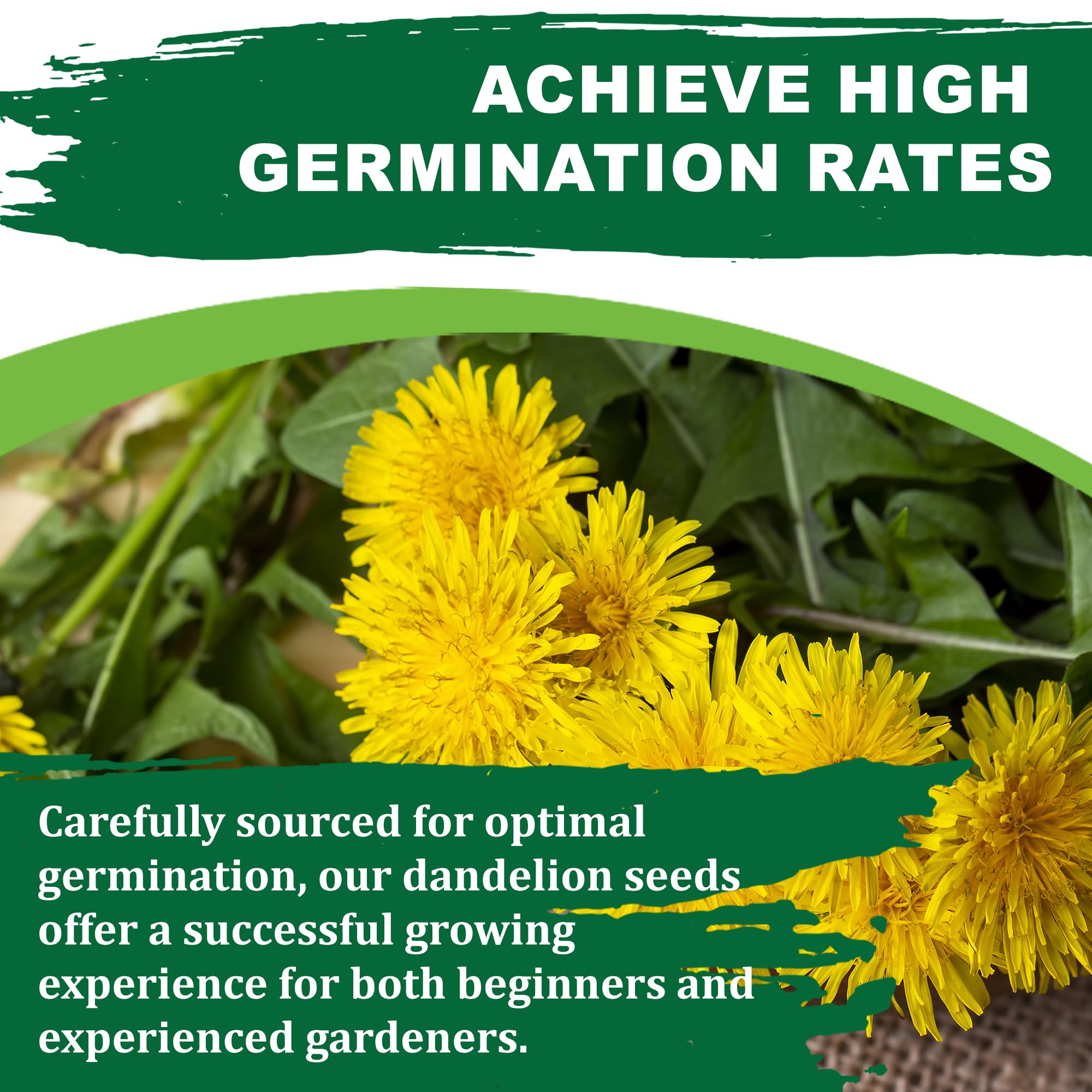 TKE Farms & Gardens - Dandelion Seeds for Planting, 500 Mg, 500+ Non-GMO, Heirloom Seeds, Produces Medicinal Greens & Edible Flowers, Supports Wildlife & Pollinators, Herbal Teas