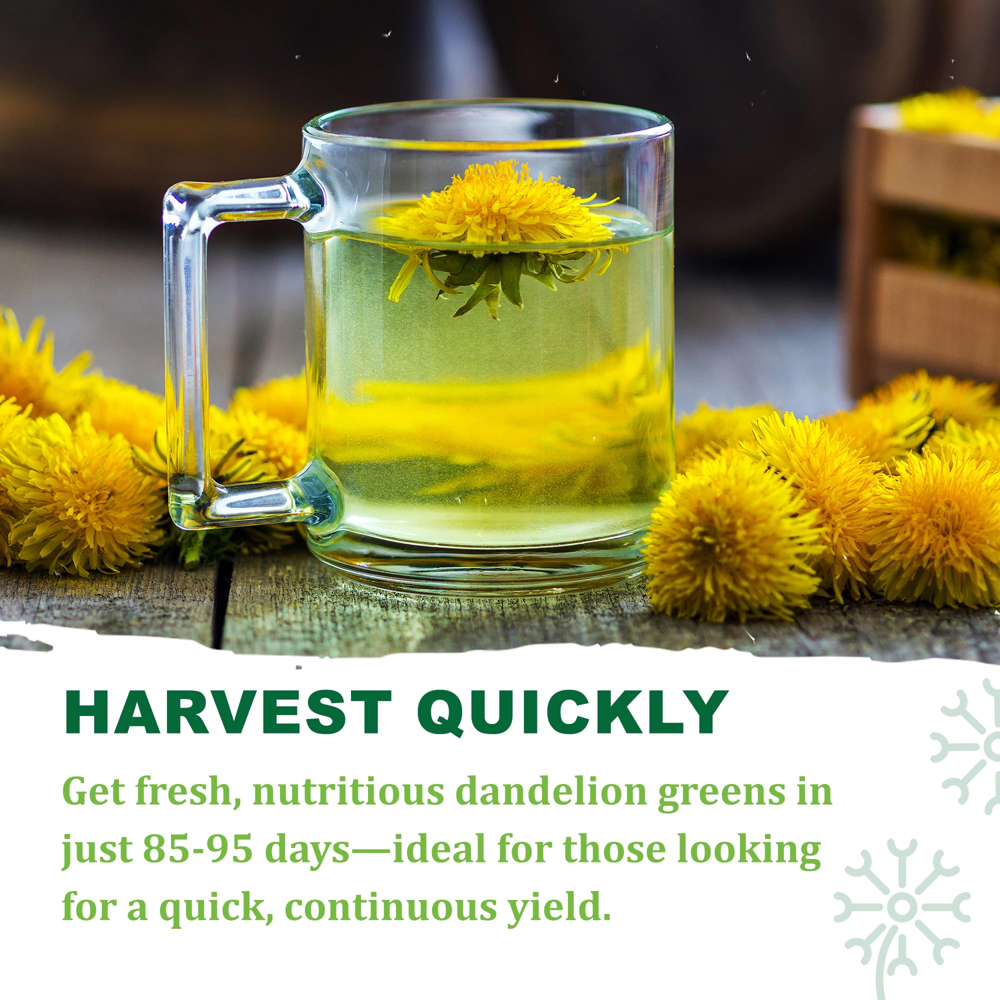 TKE Farms & Gardens - Dandelion Seeds for Planting, 500 Mg, 500+ Non-GMO, Heirloom Seeds, Produces Medicinal Greens & Edible Flowers, Supports Wildlife & Pollinators, Herbal Teas