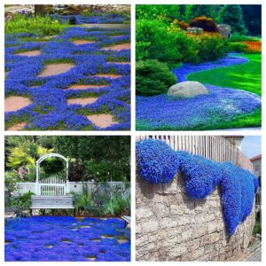 creeping thyme seeds for planting - 21000+ blue creeping thyme seeds non-gmo perennial flower seeds ground cover plant landscaping, easy to grow