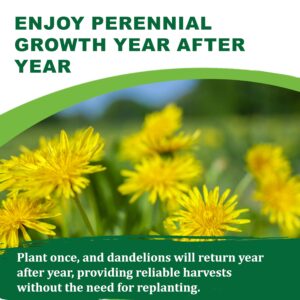 TKE Farms & Gardens - Dandelion Seeds for Planting, 500 Mg, 500+ Non-GMO, Heirloom Seeds, Produces Medicinal Greens & Edible Flowers, Supports Wildlife & Pollinators, Herbal Teas