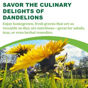 TKE Farms & Gardens - Dandelion Seeds for Planting, 500 Mg, 500+ Non-GMO, Heirloom Seeds, Produces Medicinal Greens & Edible Flowers, Supports Wildlife & Pollinators, Herbal Teas