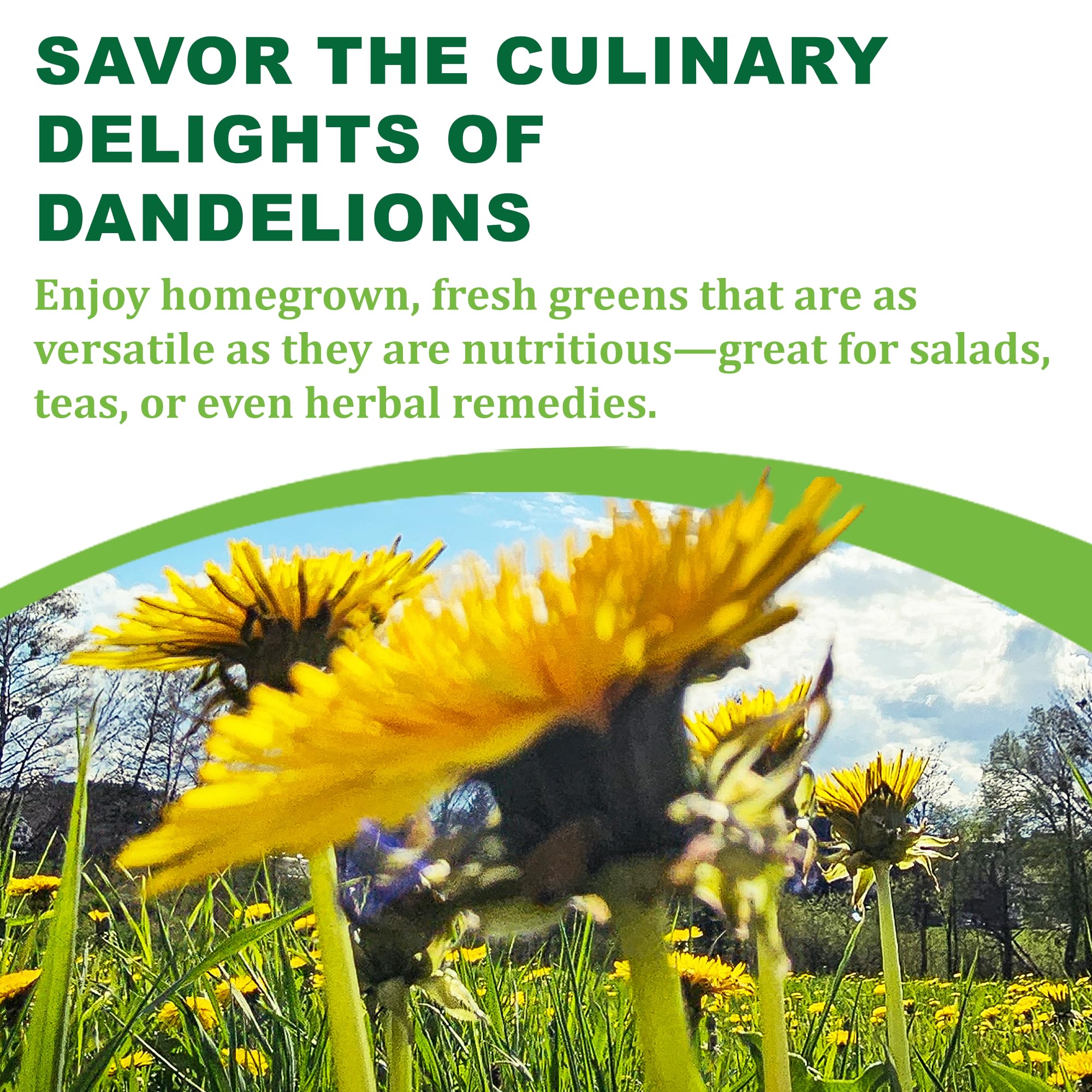 TKE Farms & Gardens - Dandelion Seeds for Planting, 500 Mg, 500+ Non-GMO, Heirloom Seeds, Produces Medicinal Greens & Edible Flowers, Supports Wildlife & Pollinators, Herbal Teas