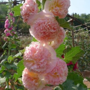 Hollyhock Seeds, Pack of 700+ Carnival Mix Double Hollyhocks Flower Seeds, Flower Seeds for Planting