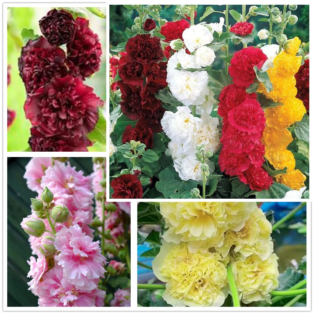 Hollyhock Seeds, Pack of 700+ Carnival Mix Double Hollyhocks Flower Seeds, Flower Seeds for Planting