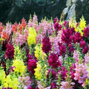 snapdragon seeds for planting, pack of 3000 flower seeds for planting