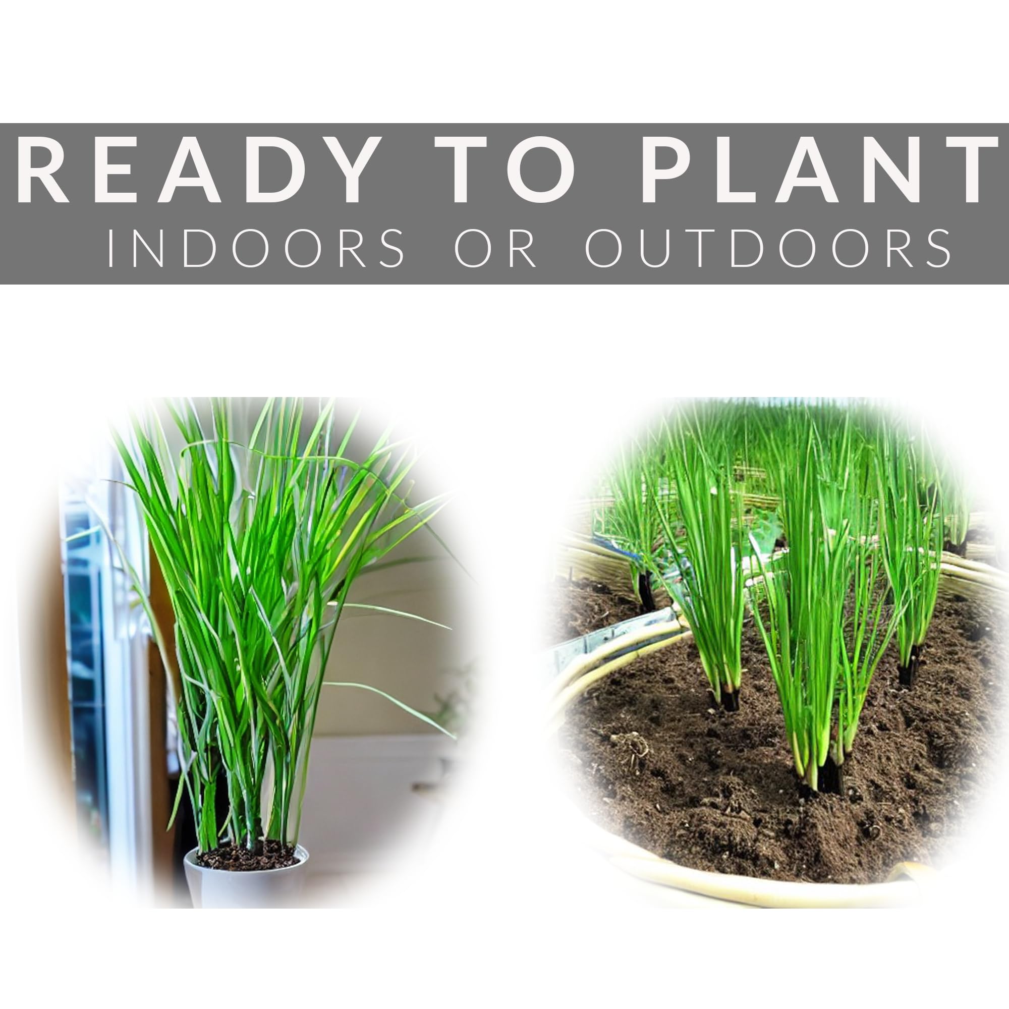 5 Lemongrass Plants 12 Inches Long, Rooted & Ready to Plant, Organic Lemon Grass Live Plants, Natural Mosquito Repellent, Premium Quality Stalks Perfect for Tea and Essential Oils