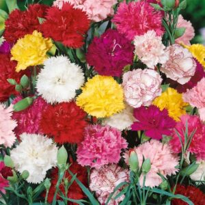 2500 mixed carnation flower seeds - aka. dianthus caryophyllus chabaud mix for planting perennial