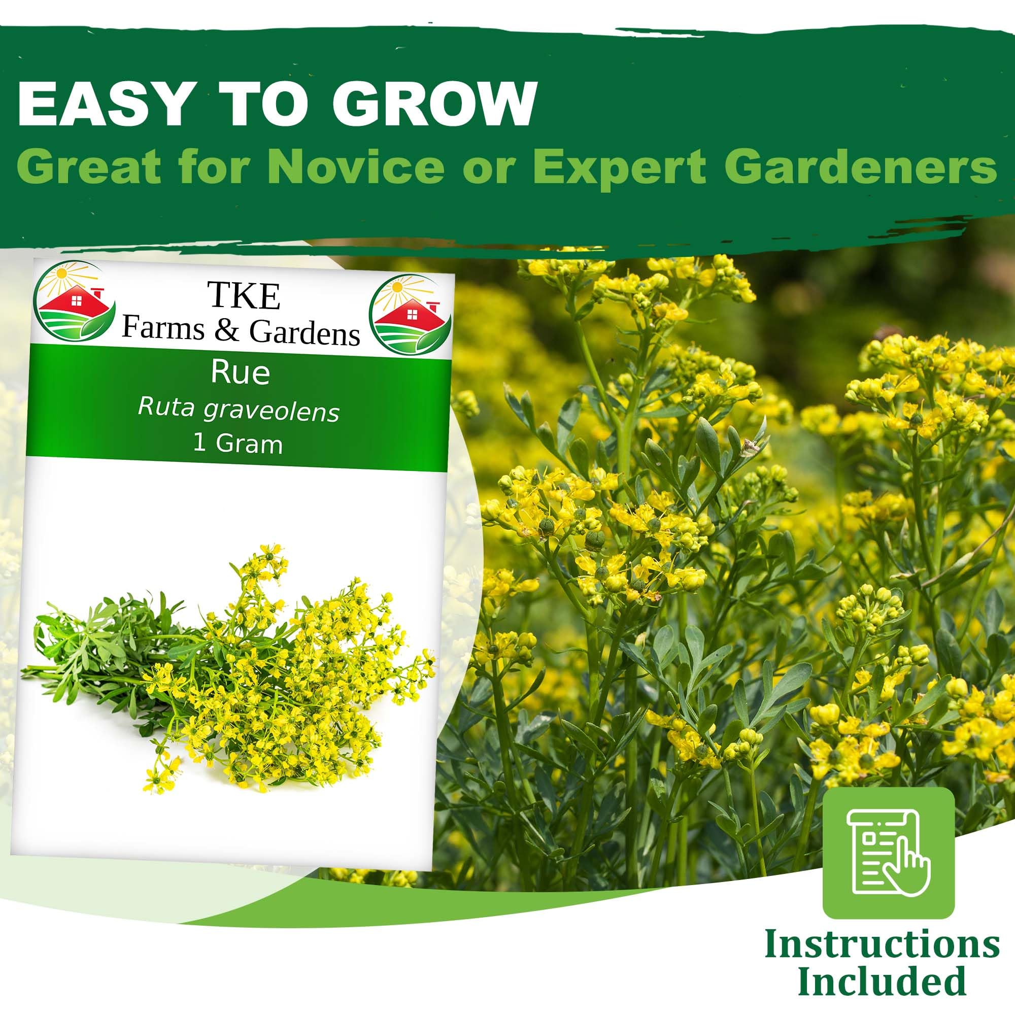 TKE Farms & Gardens - Rue Seeds for Planting, 1 Gram, 500 Heirlooom Seeds, Non-GMO, Instructions Included, Ruta graveolens, Qty 1