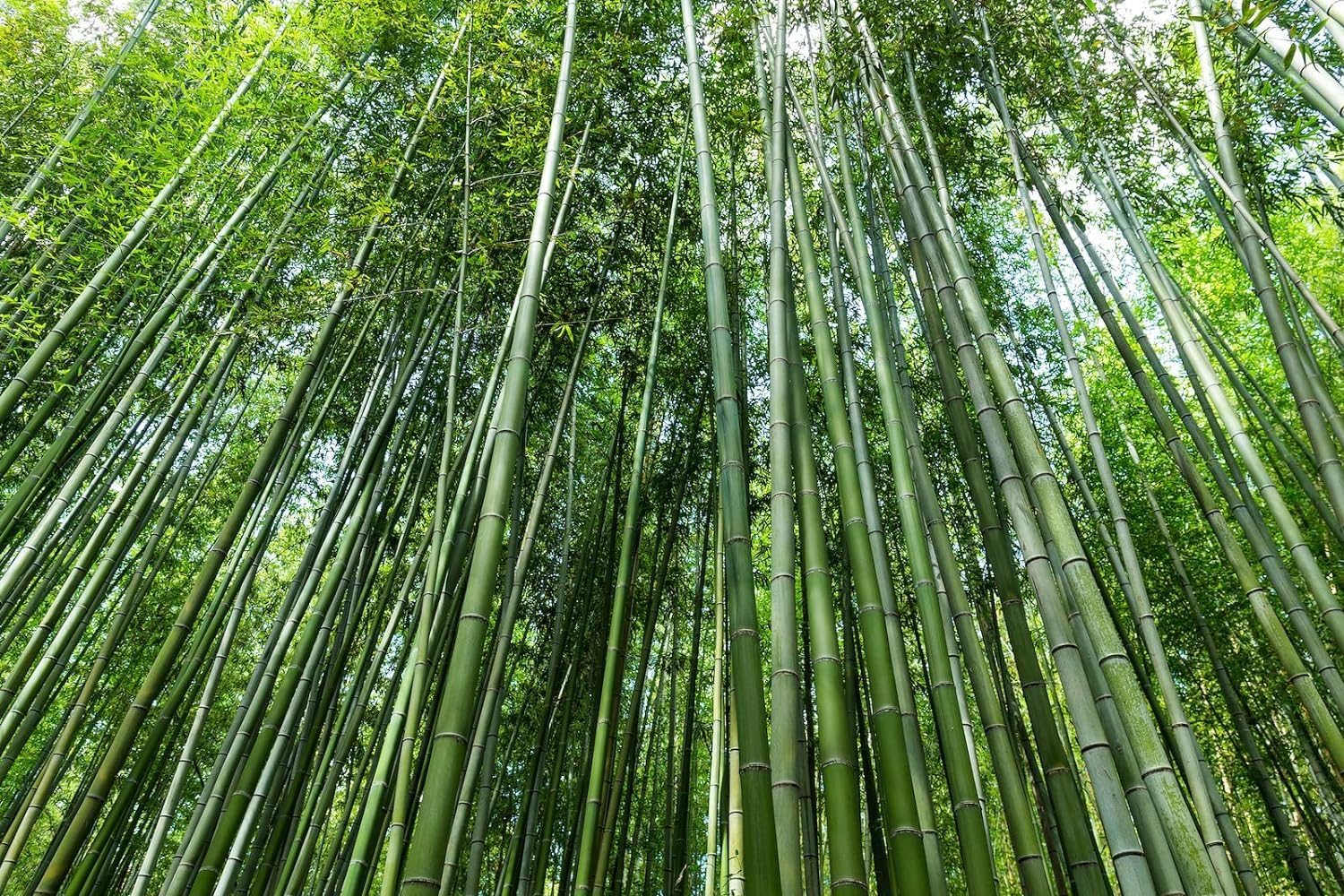 Giant Bamboo Seeds for Planting - 500+ Bamboo Seeds Exotic and Fast Growing Giant Bamboo, Privacy Screen