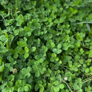 Micro Clover Seeds for Lawn - Microclover Seed for Planting - 1 Lb. ~400,000 Seeds - Drought-Tolerant Mini Clover Seed - Grass Alternative Miniclover Seeds for Lawn - by Mountain Valley Seed Company.