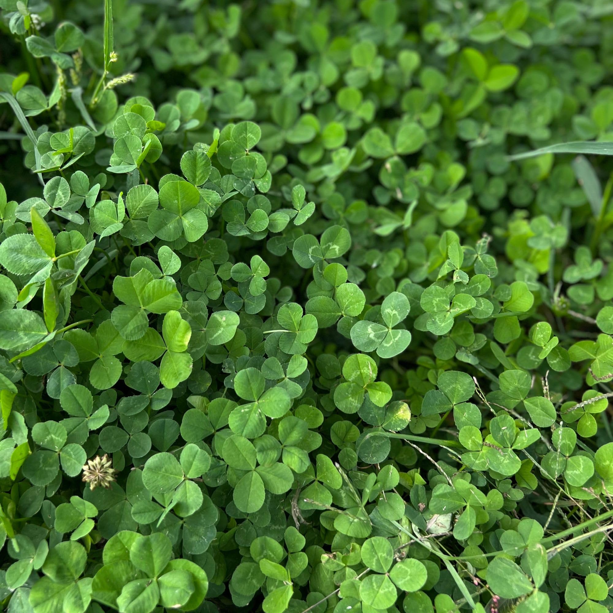 Micro Clover Seeds for Lawn - Microclover Seed for Planting - 4 oz. ~100,000 Seeds - Drought-Tolerant Mini Clover Seed - Grass Alternative Miniclover Seeds for Lawn - by Mountain Valley Seed Company…