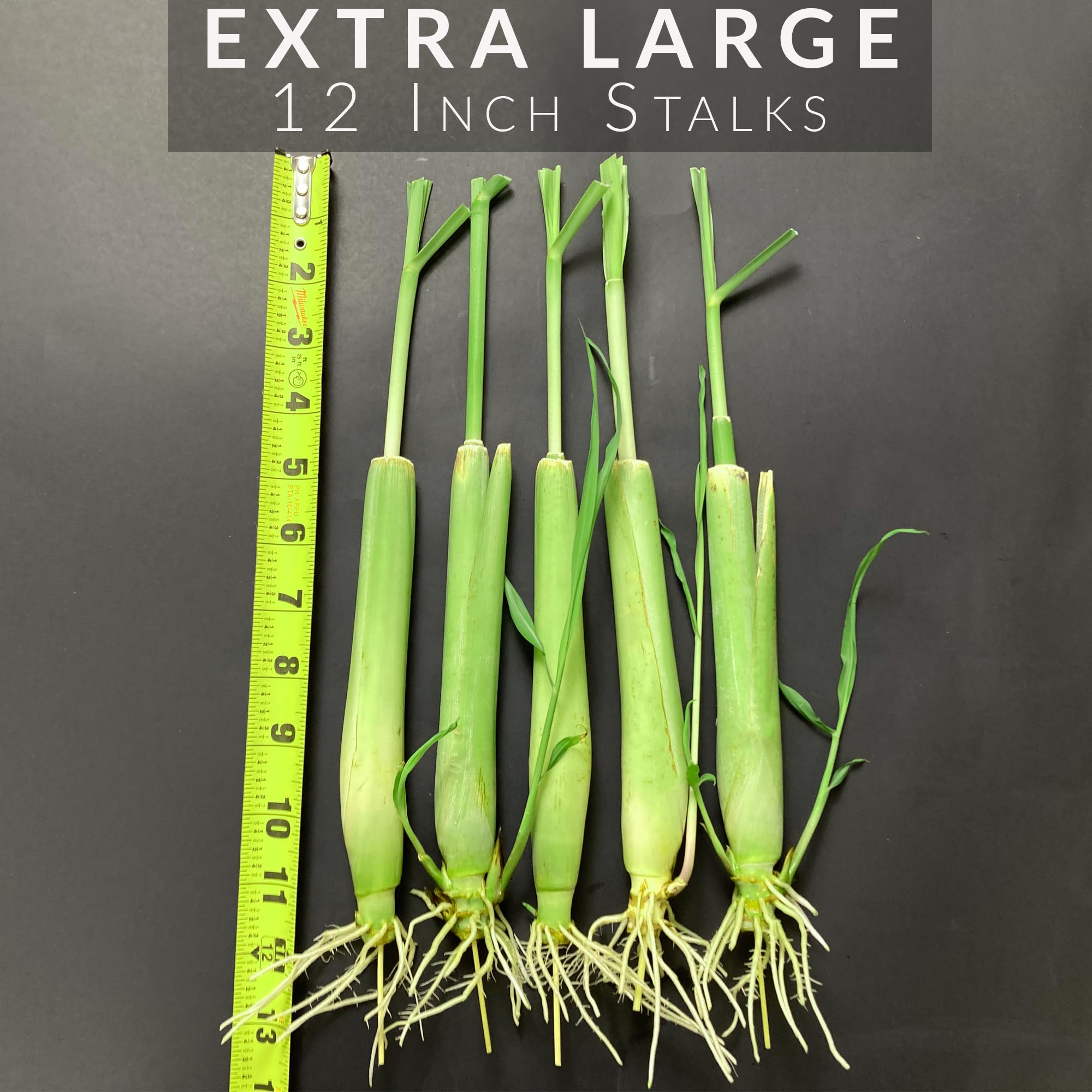 5 Lemongrass Plants 12 Inches Long, Rooted & Ready to Plant, Organic Lemon Grass Live Plants, Natural Mosquito Repellent, Premium Quality Stalks Perfect for Tea and Essential Oils