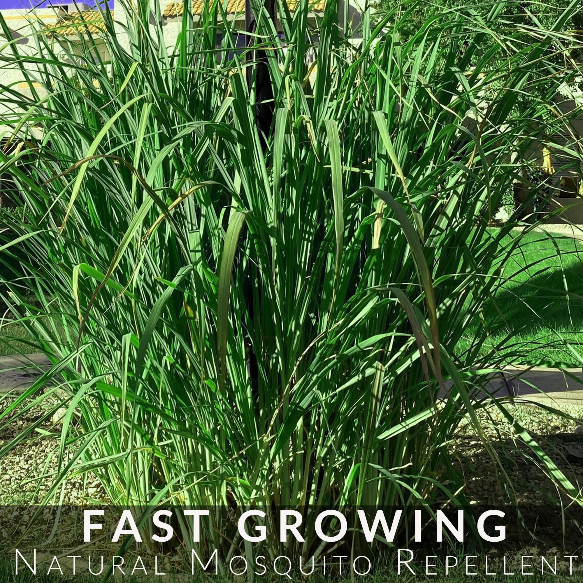 5 Lemongrass Plants 12 Inches Long, Rooted & Ready to Plant, Organic Lemon Grass Live Plants, Natural Mosquito Repellent, Premium Quality Stalks Perfect for Tea and Essential Oils