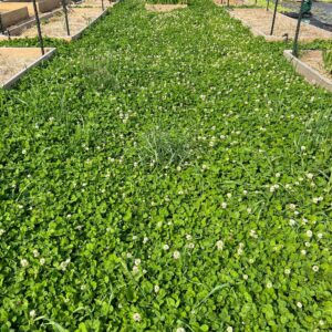 Micro Clover Seeds for Lawn - Microclover Seed for Planting - 1 Lb. ~400,000 Seeds - Drought-Tolerant Mini Clover Seed - Grass Alternative Miniclover Seeds for Lawn - by Mountain Valley Seed Company.