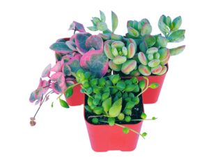 succulents plants live (3-pack) 2" hanging plants starter pack, live succulent plants fully rooted in planter pots with succulent soil mix by the succulent cult (3 pack)