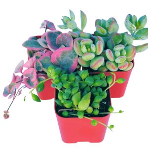 Succulents Plants Live (3-Pack) 2" Hanging Plants Starter Pack, Live Succulent Plants Fully Rooted in Planter Pots with Succulent Soil Mix by The Succulent Cult (3 Pack)