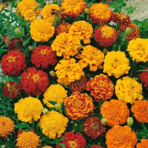 2500 mix french marigold seeds - aka. tagetes patula garden flower seed mix | red, yellow, orange french marigold seeds for planting annual. dainty marietta, petite french, sparky french, and more