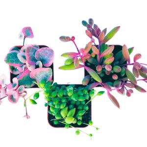 Succulents Plants Live (3-Pack) 2" Hanging Plants Starter Pack, Live Succulent Plants Fully Rooted in Planter Pots with Succulent Soil Mix by The Succulent Cult (3 Pack)