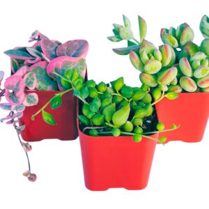 Succulents Plants Live (3-Pack) 2" Hanging Plants Starter Pack, Live Succulent Plants Fully Rooted in Planter Pots with Succulent Soil Mix by The Succulent Cult (3 Pack)