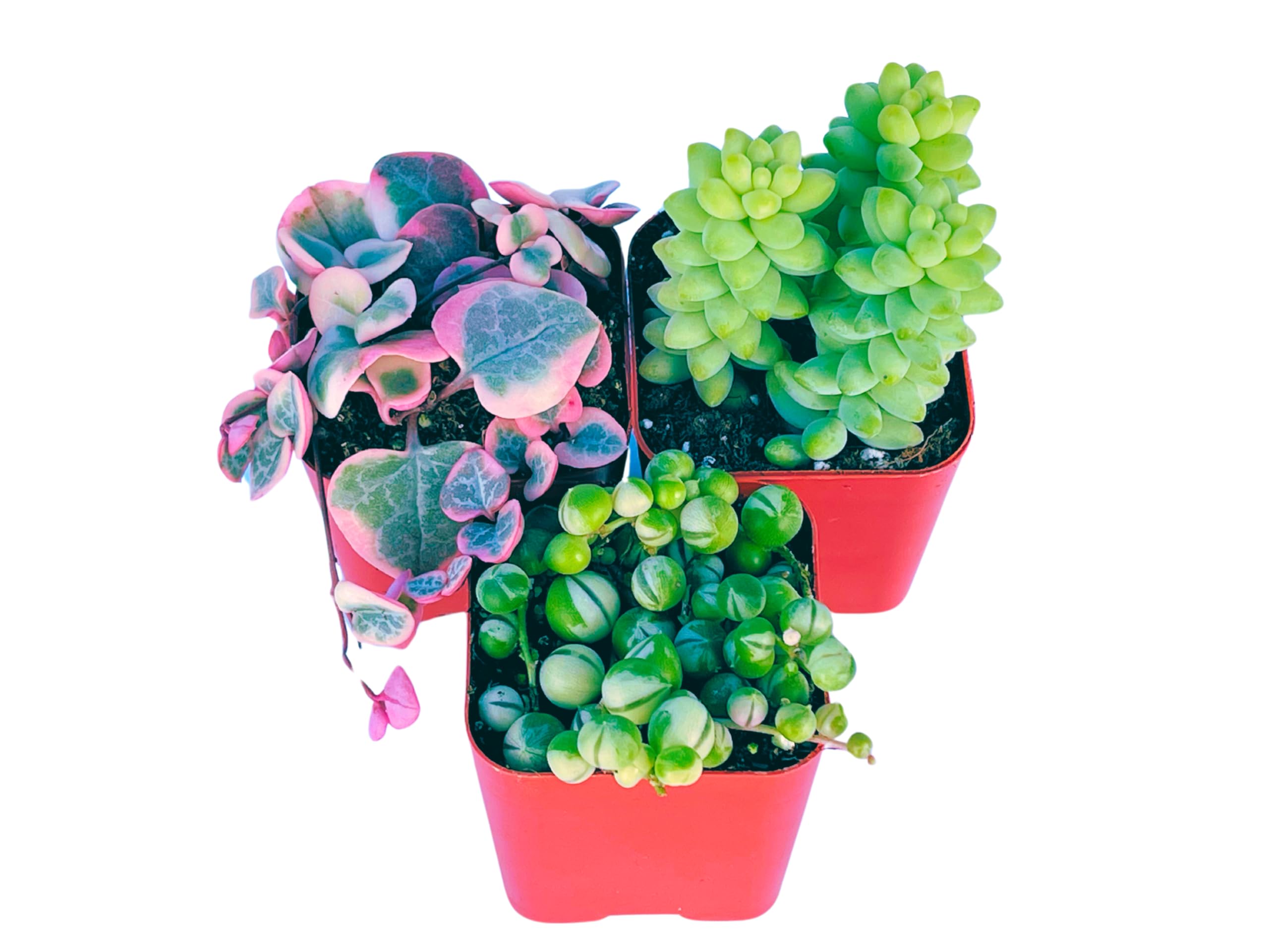 Succulents Plants Live (3-Pack) 2" Hanging Plants Starter Pack, Live Succulent Plants Fully Rooted in Planter Pots with Succulent Soil Mix by The Succulent Cult (3 Pack)