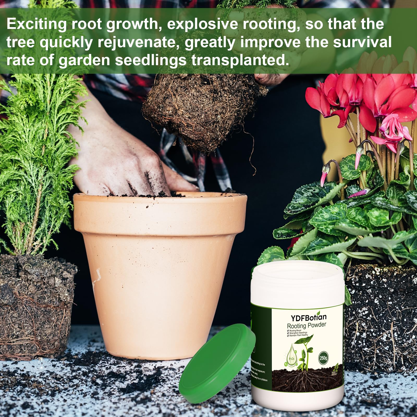 YDFBotian Rooting Powder, 8.8 oz, Plant Rooting Hormone, Rooting Hormone for Cuttings, Suitable for Violets, Azaleas, Rose, Geraniums, Coleus, Orchids, Vannamei and Most Indoor and Outdoor Plant