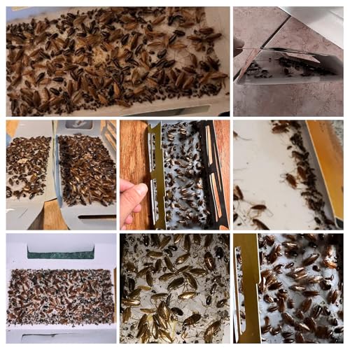 20 Pack Roach Traps, Cockroach Traps Indoor Home, Glue Roach Traps, Child & Pets Safe(Upgrade Recipe)