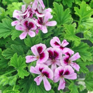 1000 citronella plant seeds for planting - non-gmo mosquito plant seeds - home heirloom garden perennial citronella geranium seeds for planting