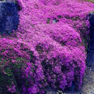 15000+ Creeping Thyme Ground Cover Seeds for Planting - Magic Perennial Flower Landscaping Seeds Heirloom Non-GMO Thymus Serpyllum Seeds for Garden