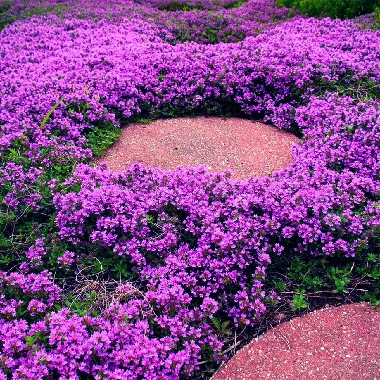 15000+ Creeping Thyme Ground Cover Seeds for Planting - Magic Perennial Flower Landscaping Seeds Heirloom Non-GMO Thymus Serpyllum Seeds for Garden