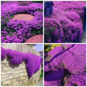 15000+ creeping thyme ground cover seeds for planting - magic perennial flower landscaping seeds heirloom non-gmo thymus serpyllum seeds for garden