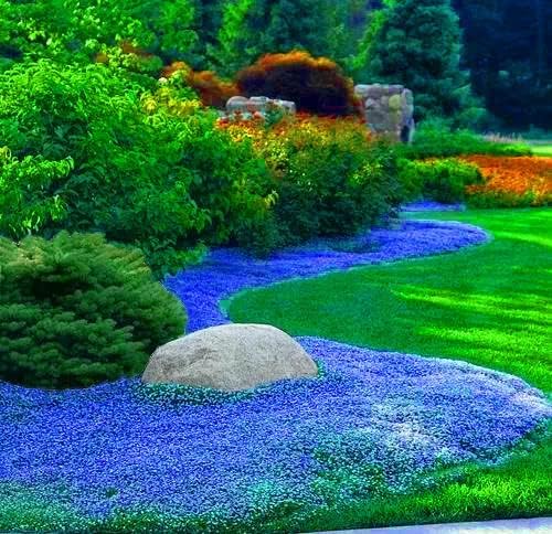 20000+ Blue Creeping Thyme Seeds for Planting Thymus Serpyllum - Heirloom Creeping Thyme Seeds Ground Cover Easy to Plant - Open Pollinated